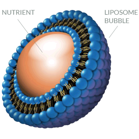 Liposome - Bloomin Healthy